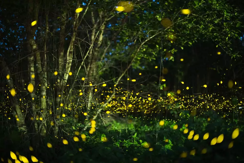 Synchronous Fireflies Elkmont 2026 Smoky Mountains - Video, Pictures, Dates